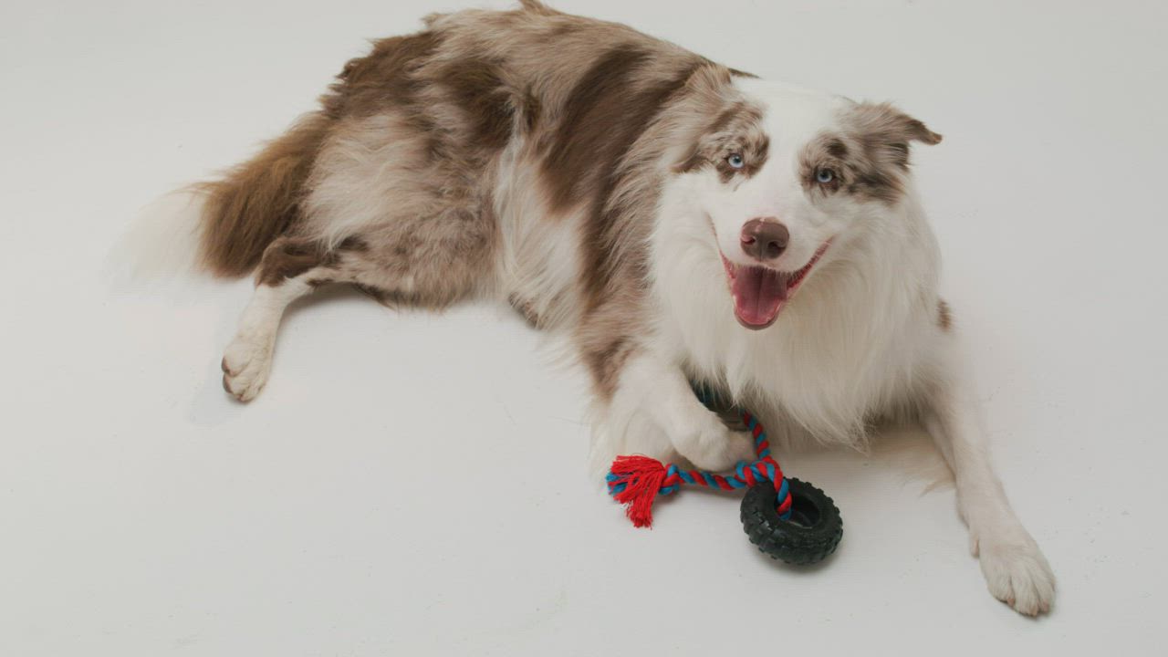 A cute border collie with eye patches patiently panting on the ground ...