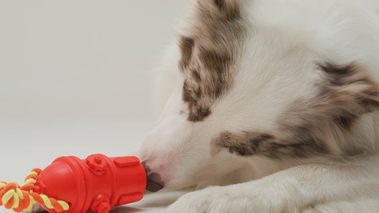 A cute Border Collie dog play with a fire street hydrant toy on the ...