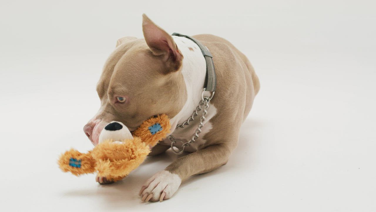 A young pitbull canine biting a teddy bear on the ground - Free Stock Video
