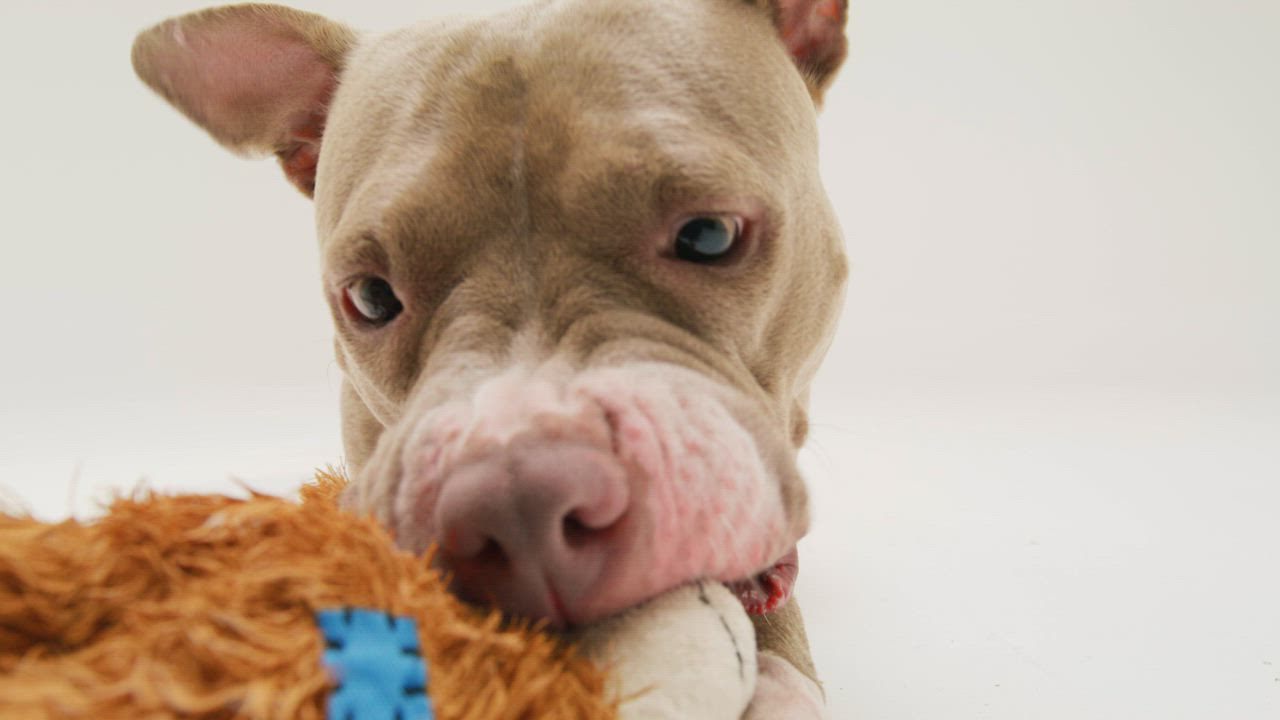 A playful pitbull biting a teddy bear on the ground - Free Stock Video