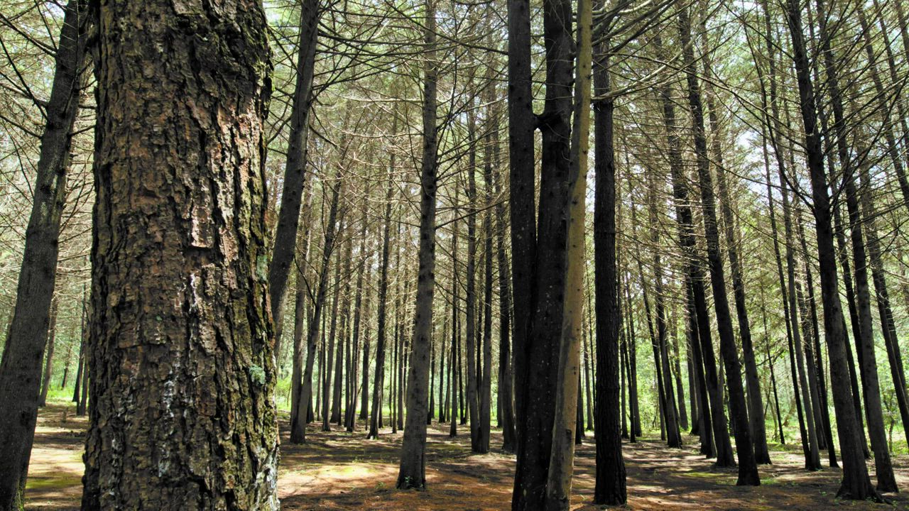 Slide camera movement between tall green trees in bright sun beams ...