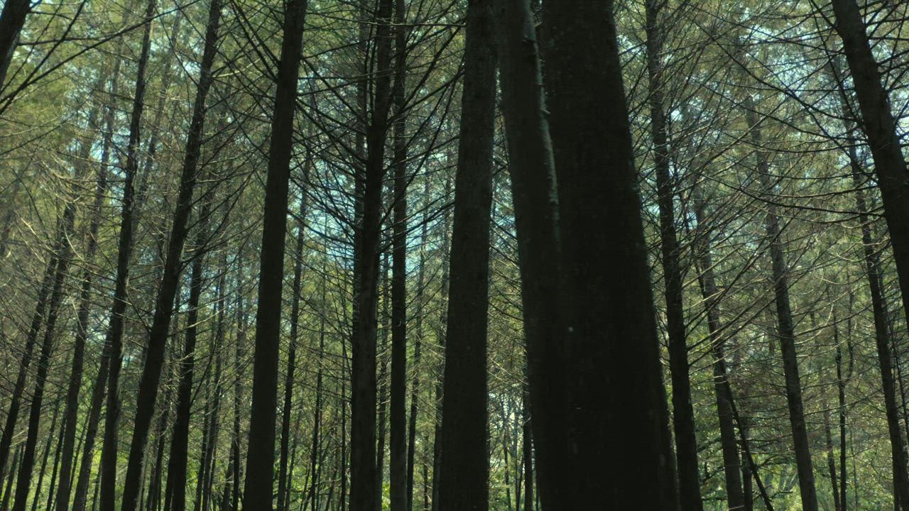 The camera slides trough the lush forest full of trees and branches on ...