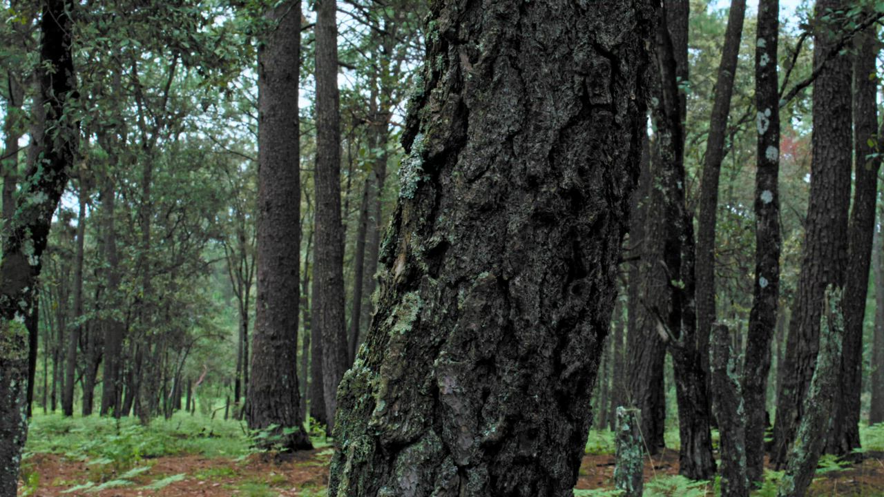 An ancient cold forest with rugged and mossy trees - Free Stock Video