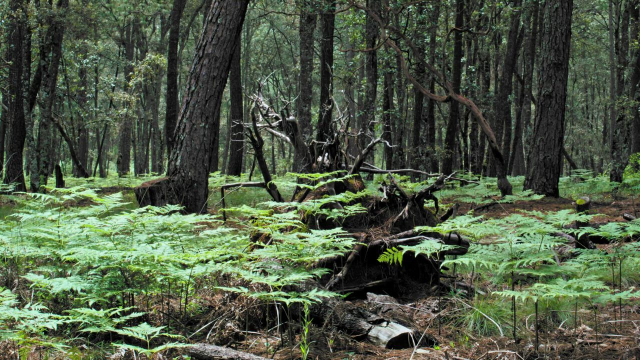 Forest floor landscape with an old trunk on the ground surrounded by ...