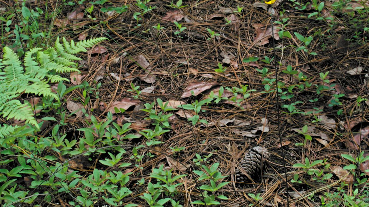 A lush forest with ferns and death leaves on the ground - Free Stock Video