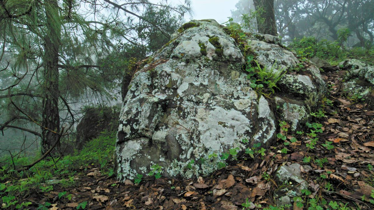 A big mossy rock in the middle of the forest - Free Stock Video