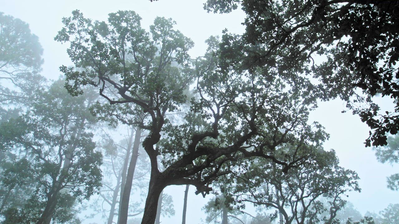 Big trees with tall branches gently moving with the wind on a foggy day ...