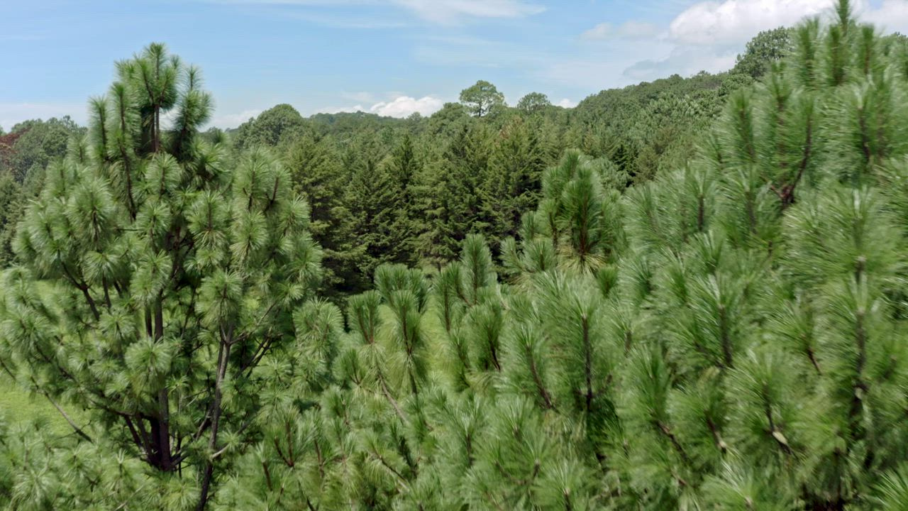 Flying above the green canopy of the trees a lush forest is revealed ...