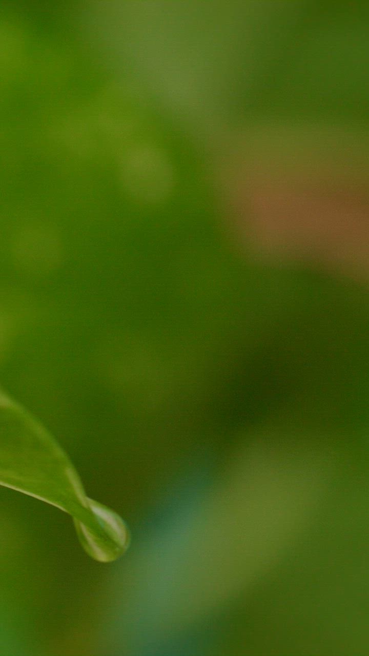 Rain water drops falling from a tree leaf - Free Stock Video