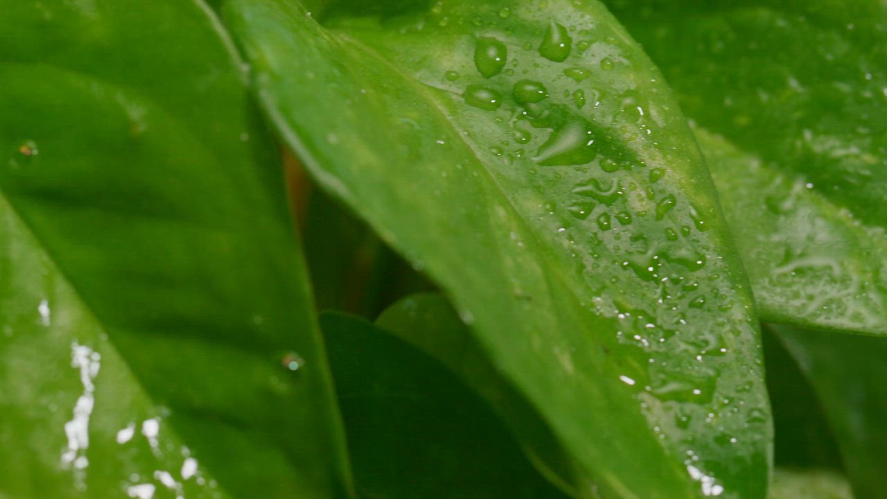 Freshly watered plant leaves, extreme close up - Free Stock Video