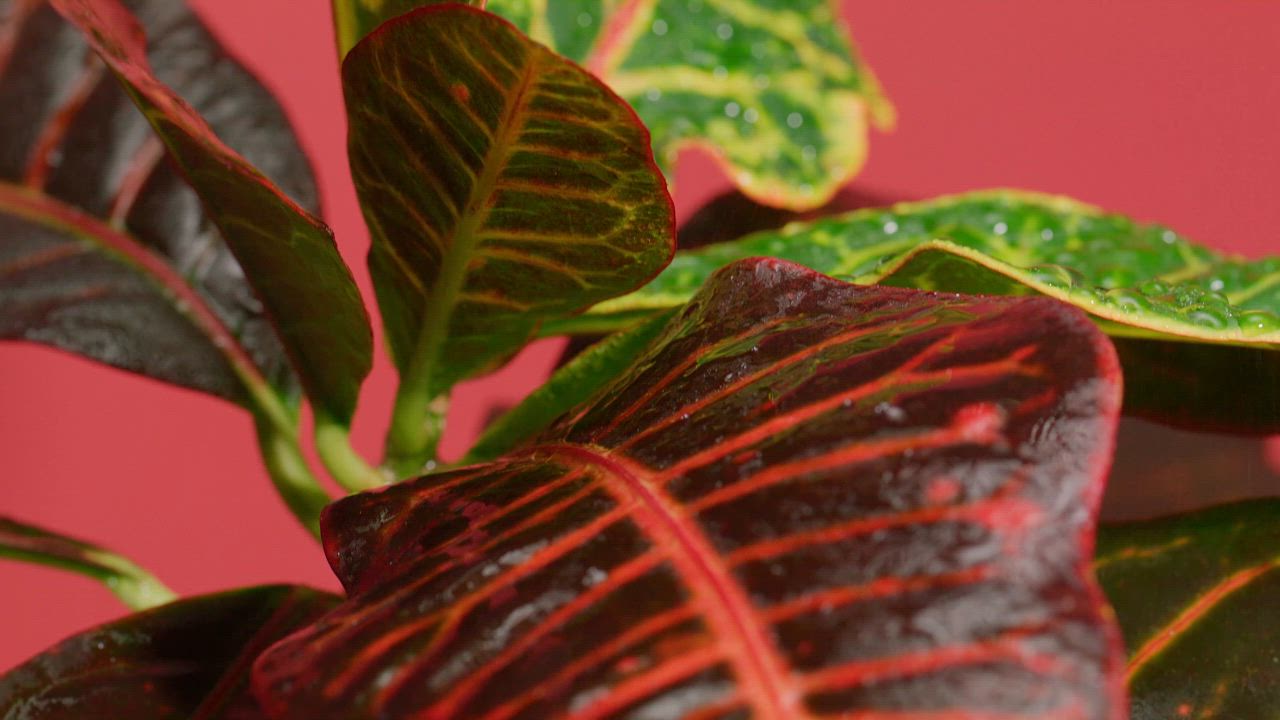 Colorful leaves of a plant in a pot - Free Stock Video