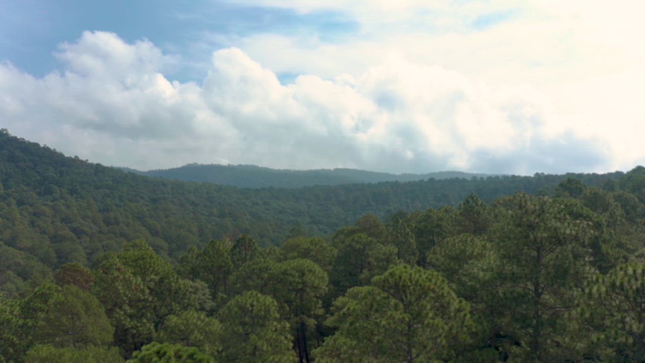 Aerial shot of a huge forest full of trees - Free Stock Video
