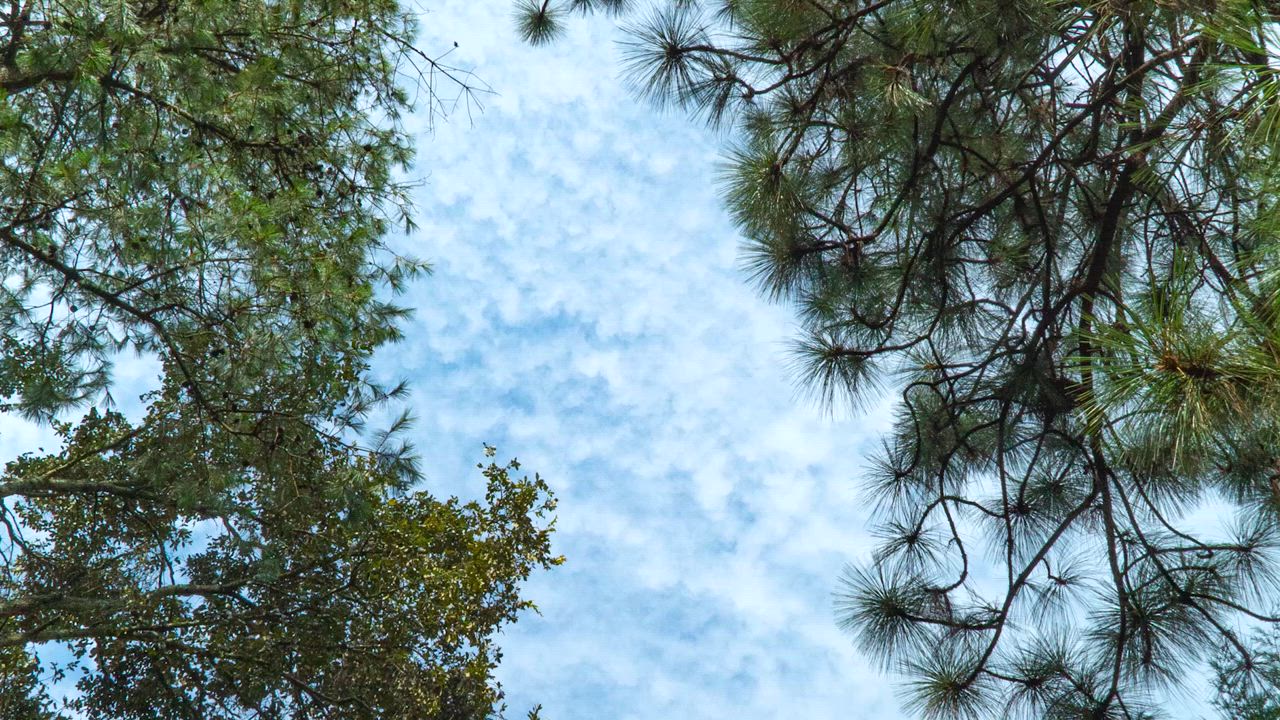 Clouds over tree branches under a blue sky - Free Stock Video