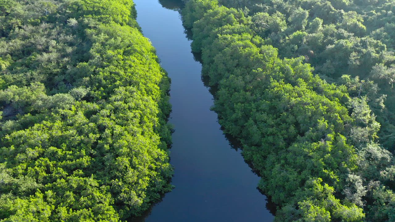 River passing through a forest full of trees - Free Stock Video