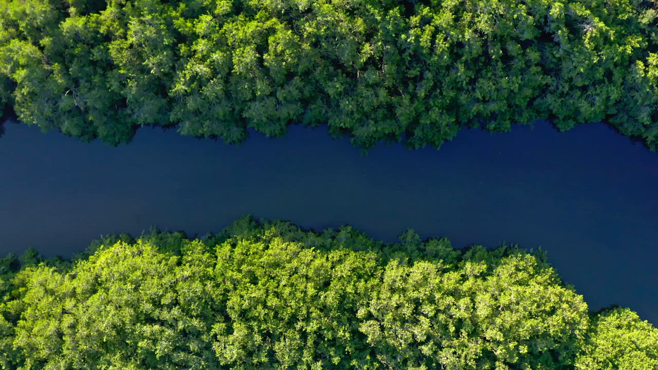 Top view of a river between green trees in spring - Free Stock Video