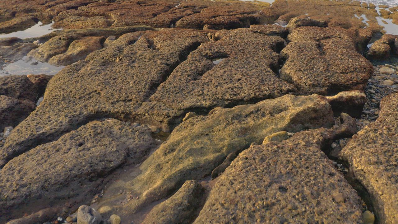 Texture of a lot of sargassum on the beach shore - Free Stock Video