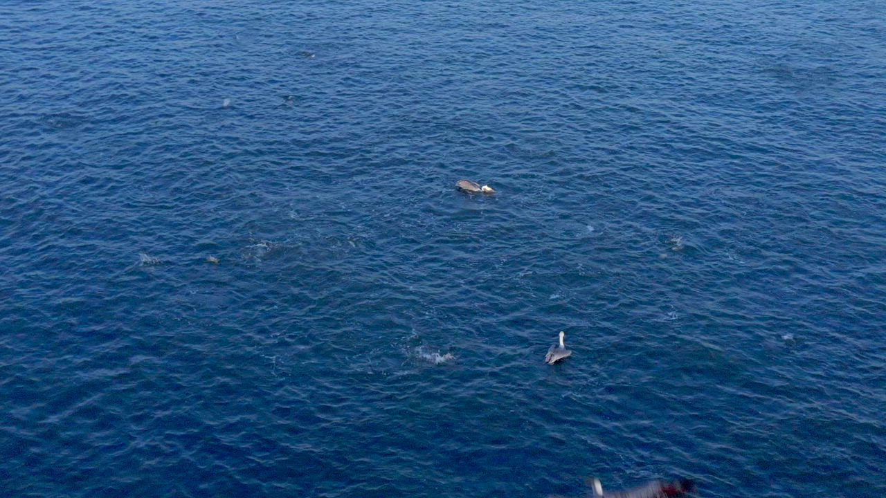 Seagulls hunting for fish in the sea - Free Stock Video