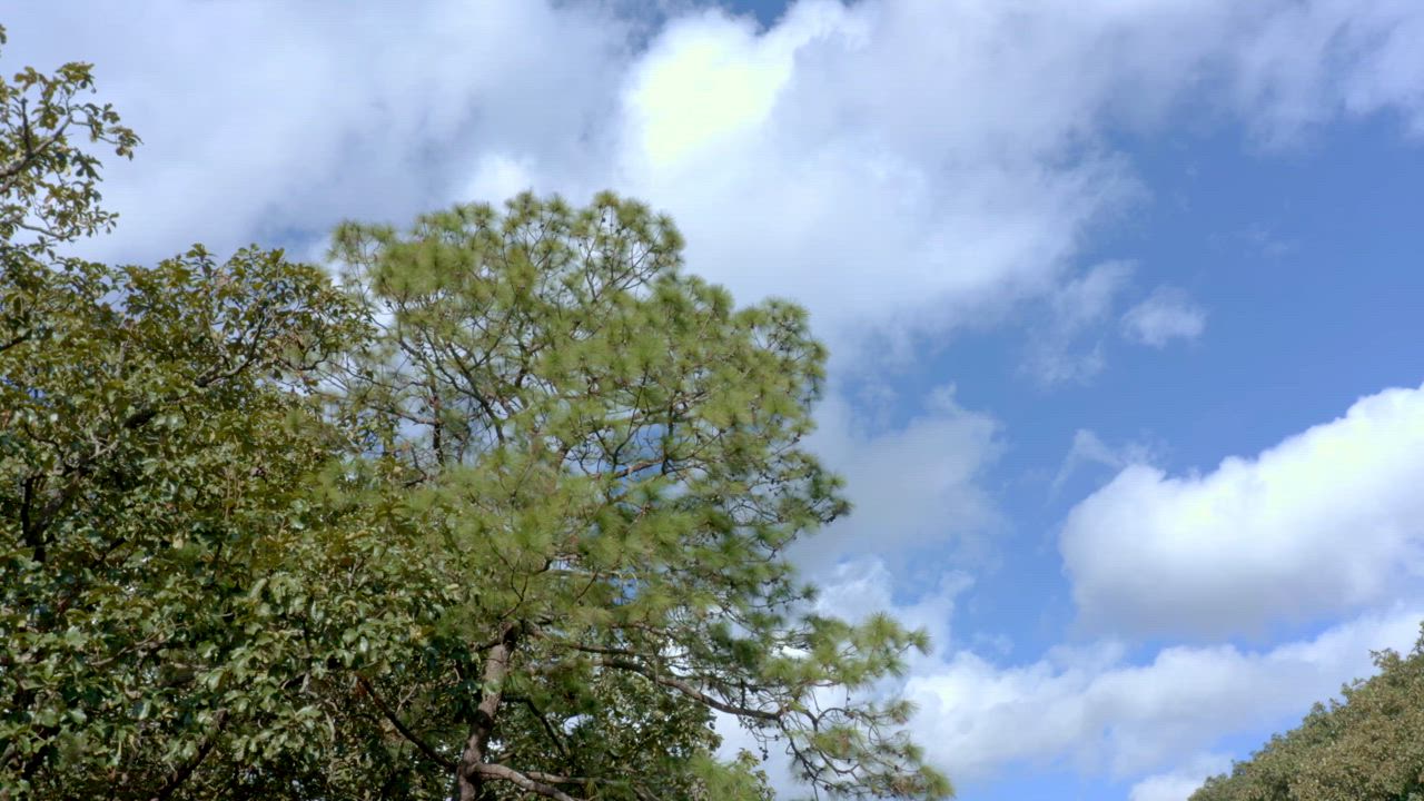 Timelapse of a beautiful tree with a cloudy sky moving in the bacground ...