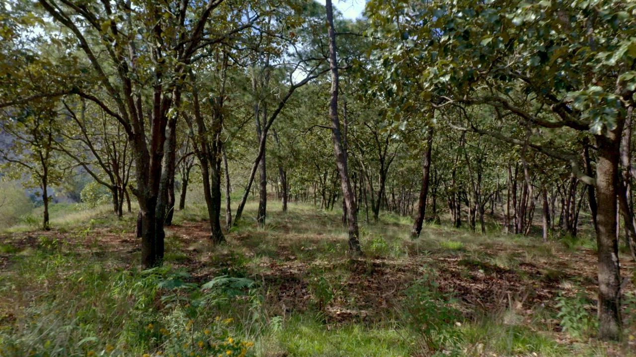 Slow motion traverse trough the forest trees on a sunny day - Free ...