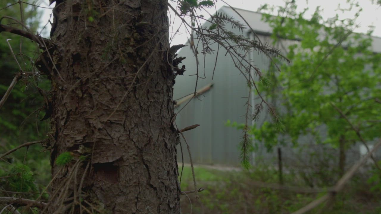 Industrial warehouse between trees and vegetation - Free Stock Video