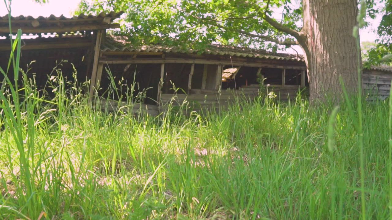 Old, abandoned and destroyed cabin in the undergrowth - Free Stock Video