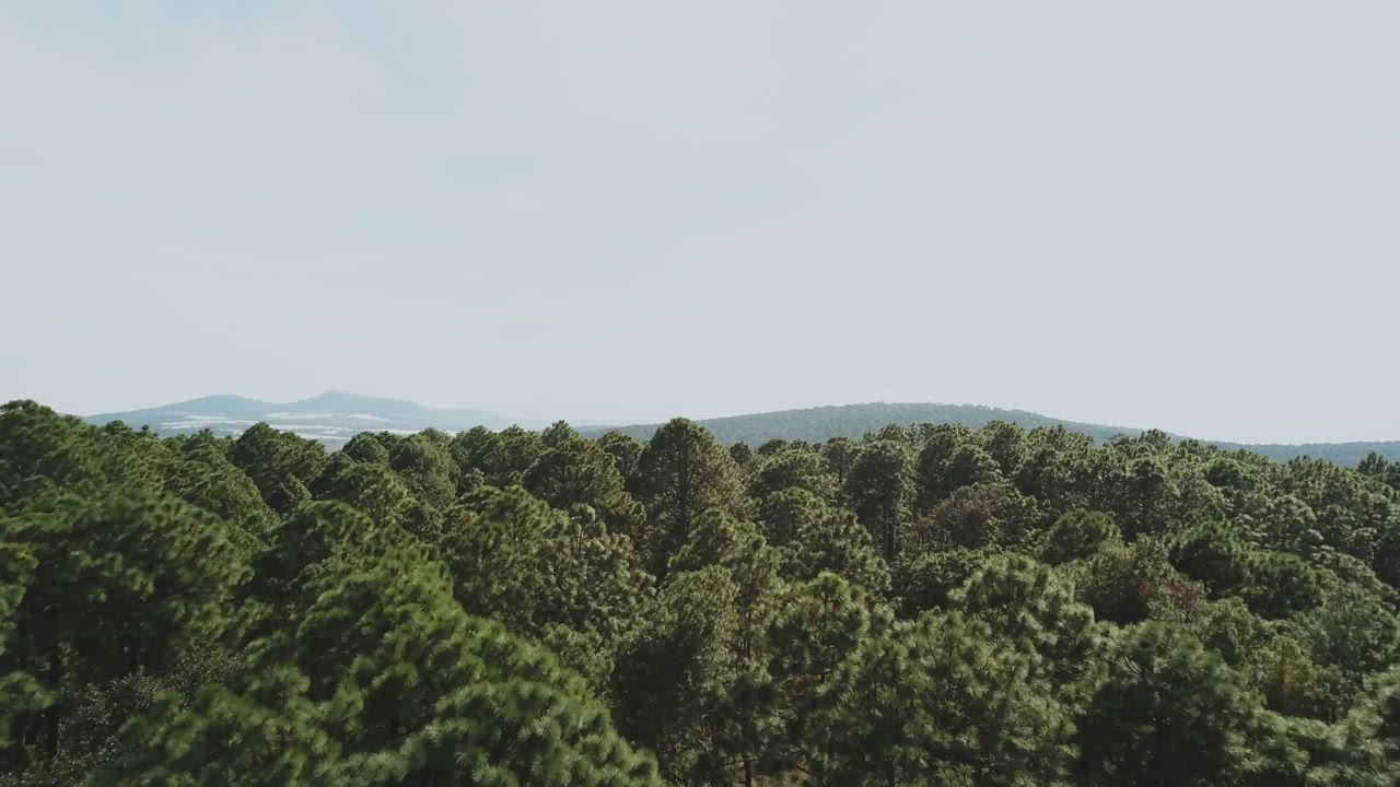 Forest treetops - Free Stock Video