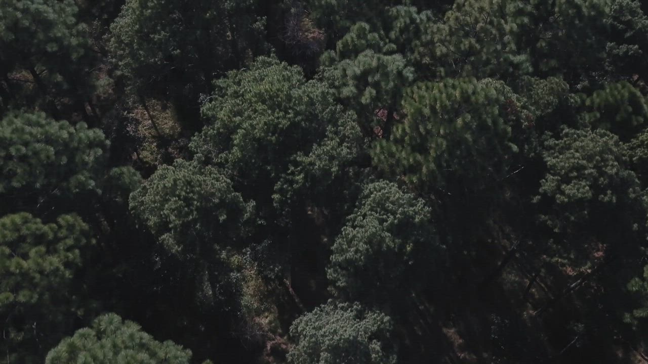 Green treetops - Free Stock Video