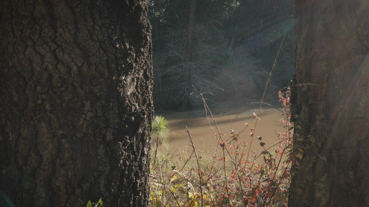 View of a river between two old trees - Free Stock Video