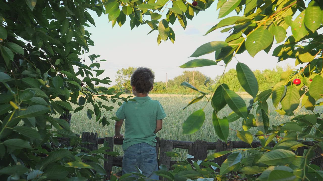 Boy standing in farmland - Free Stock Video