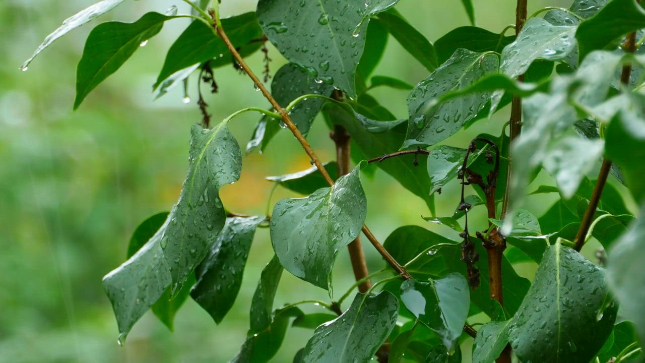 Green plant under heavy rain - Free Stock Video
