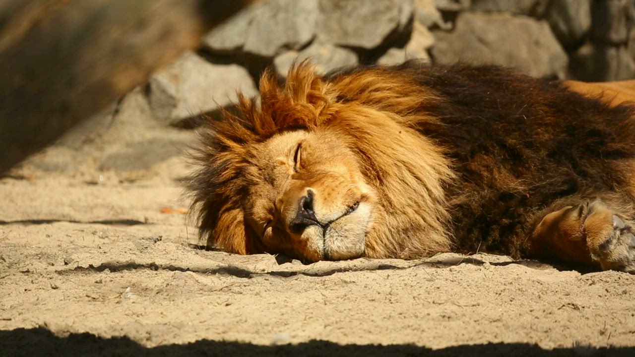 Lion resting in the sun - Free Stock Video