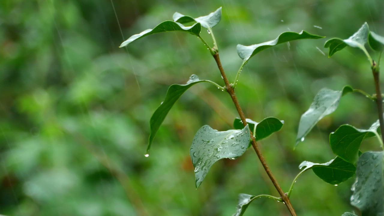 Tree branch closeup under the rain - Free Stock Video