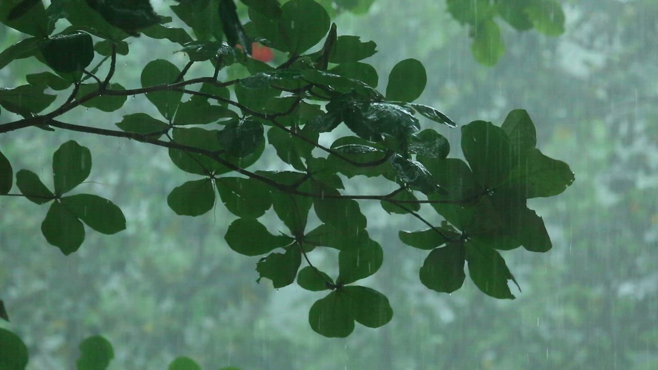 Tree branche under the rain in the woods - Free Stock Video