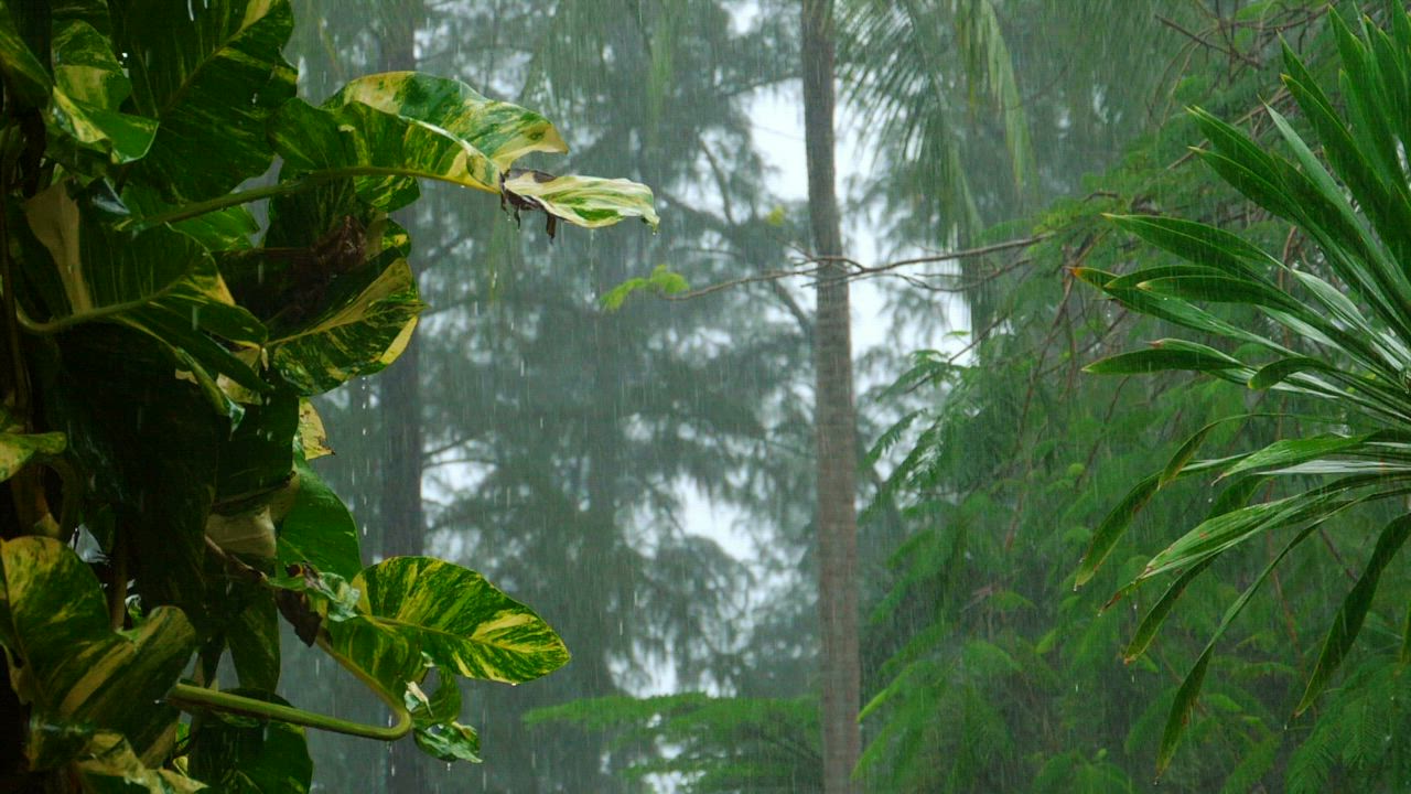 Heavy rain in slow motion on the tropical forest - Free Stock Video