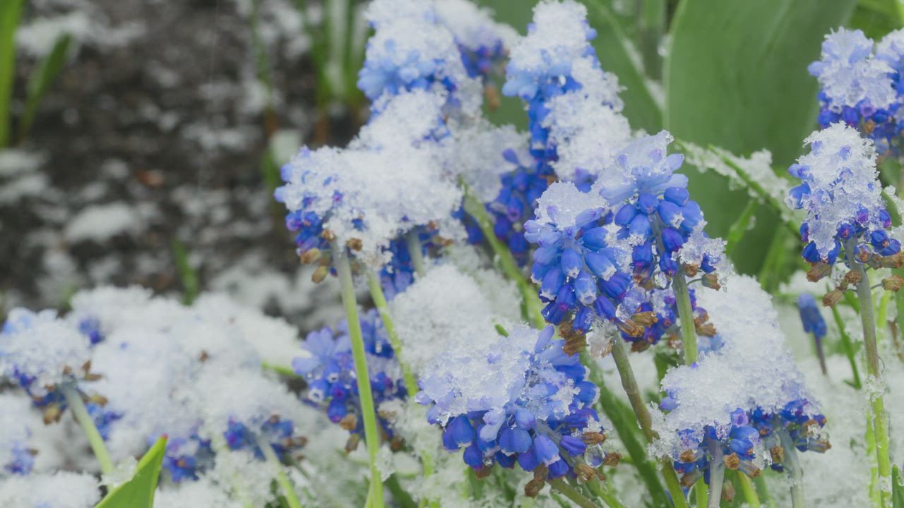 Blue flowers getting covered in snow - Free Stock Video