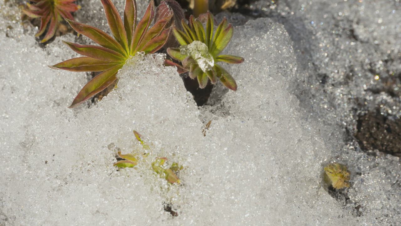 Melting snow and flowers - Free Stock Video