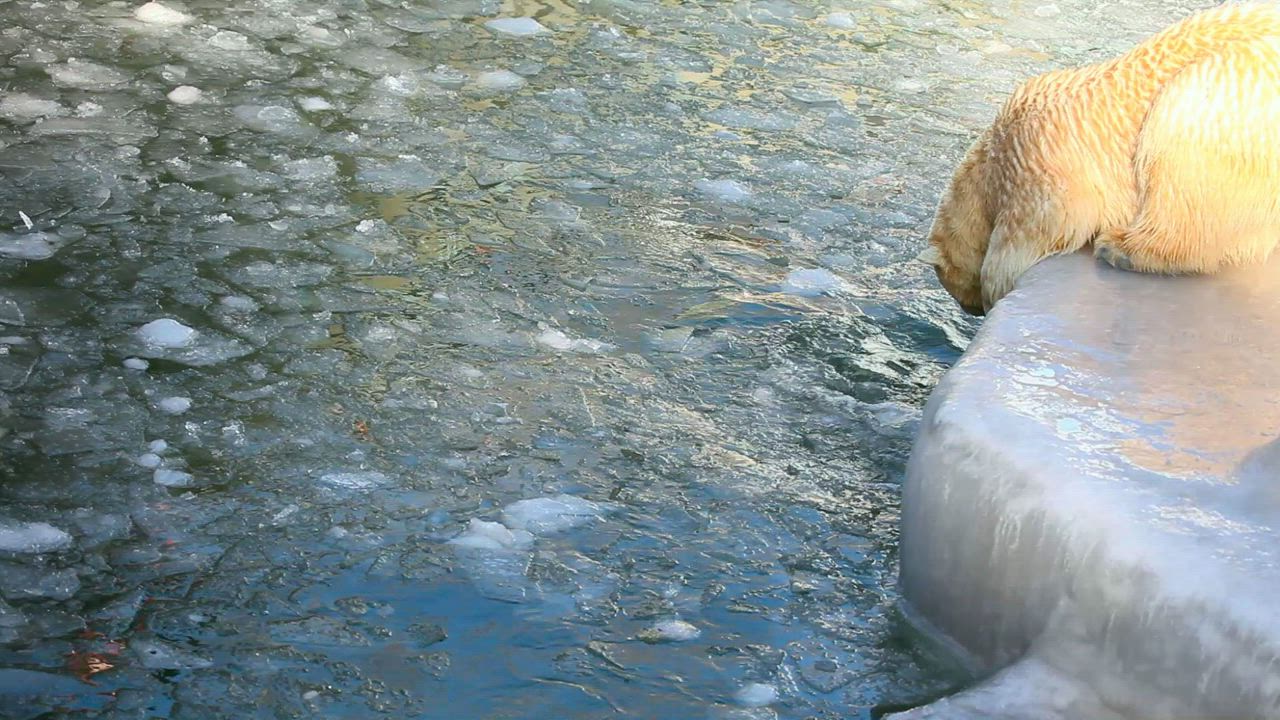 Polar bears swimming in ice - Free Stock Video