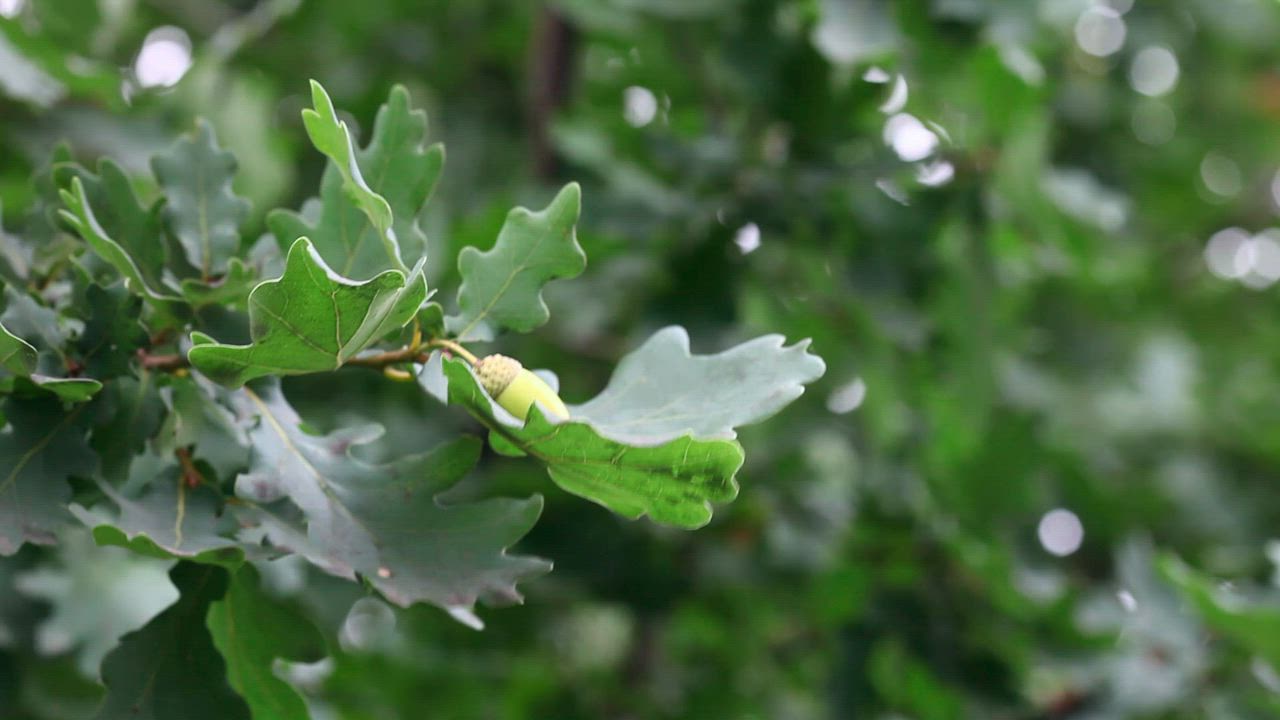 Green oak tree branch in the wind - Free Stock Video