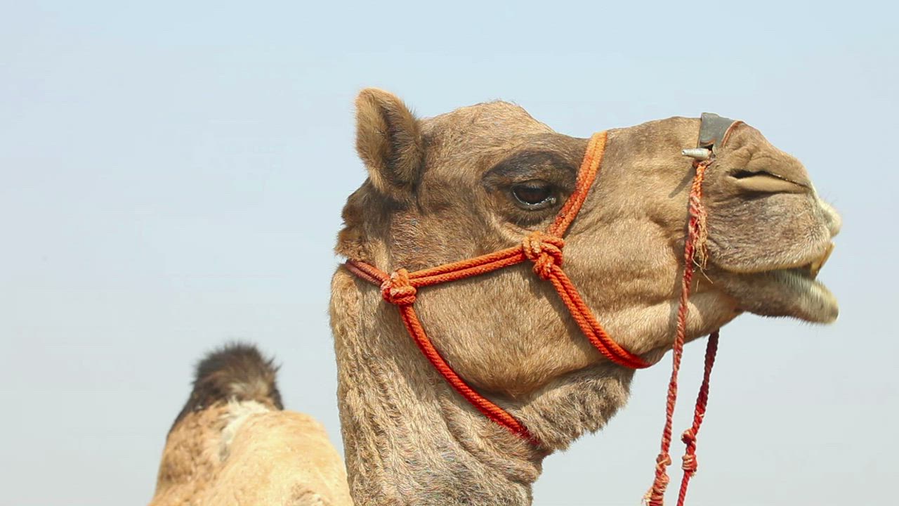 Camel chewing his food - Free Stock Video