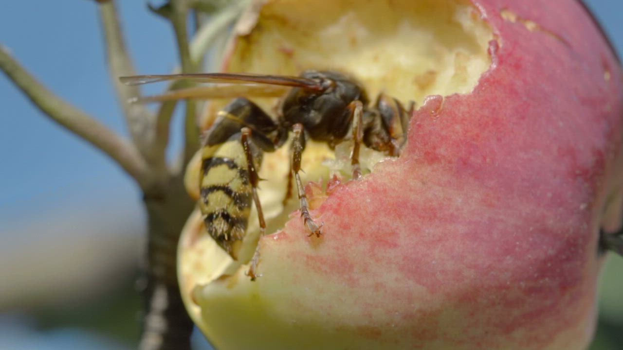 Closeup of a hornet eating a red apple - Free Stock Video