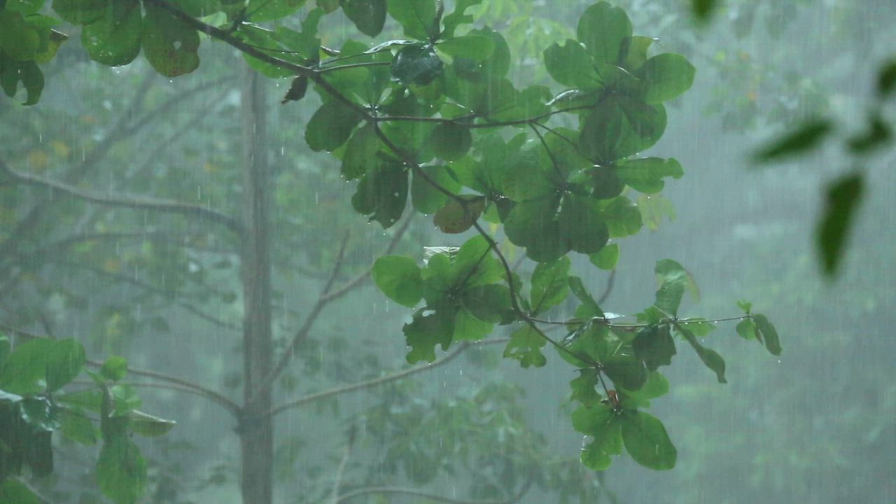 Forest under a tropical rain - Free Stock Video