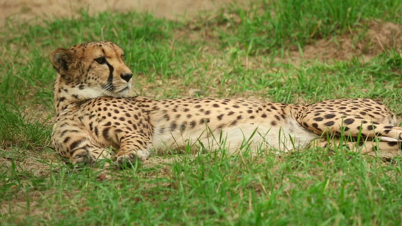 Cheetah laying in the grass - Free Stock Video