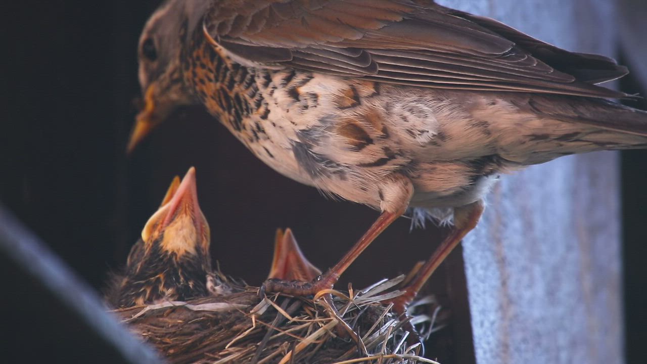 Bird taking care of the chicks in the nest - Free Stock Video
