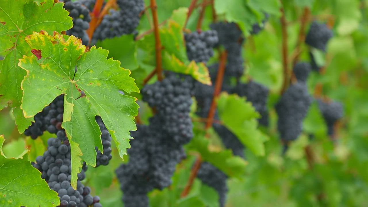 Grape clusters hanging in the vineyard - Free Stock Video