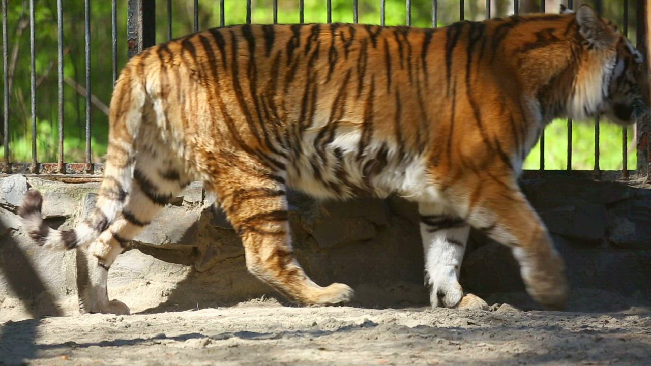 Tiger walking inside a cage - Free Stock Video
