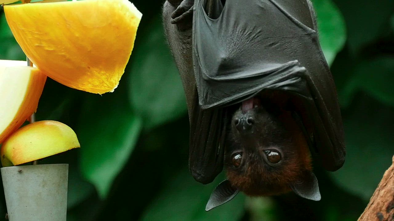 Bat resting in a tree - Free Stock Video