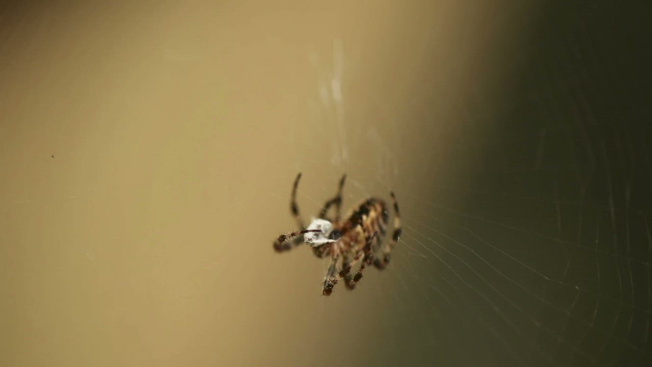 Spider walking on the web - Free Stock Video
