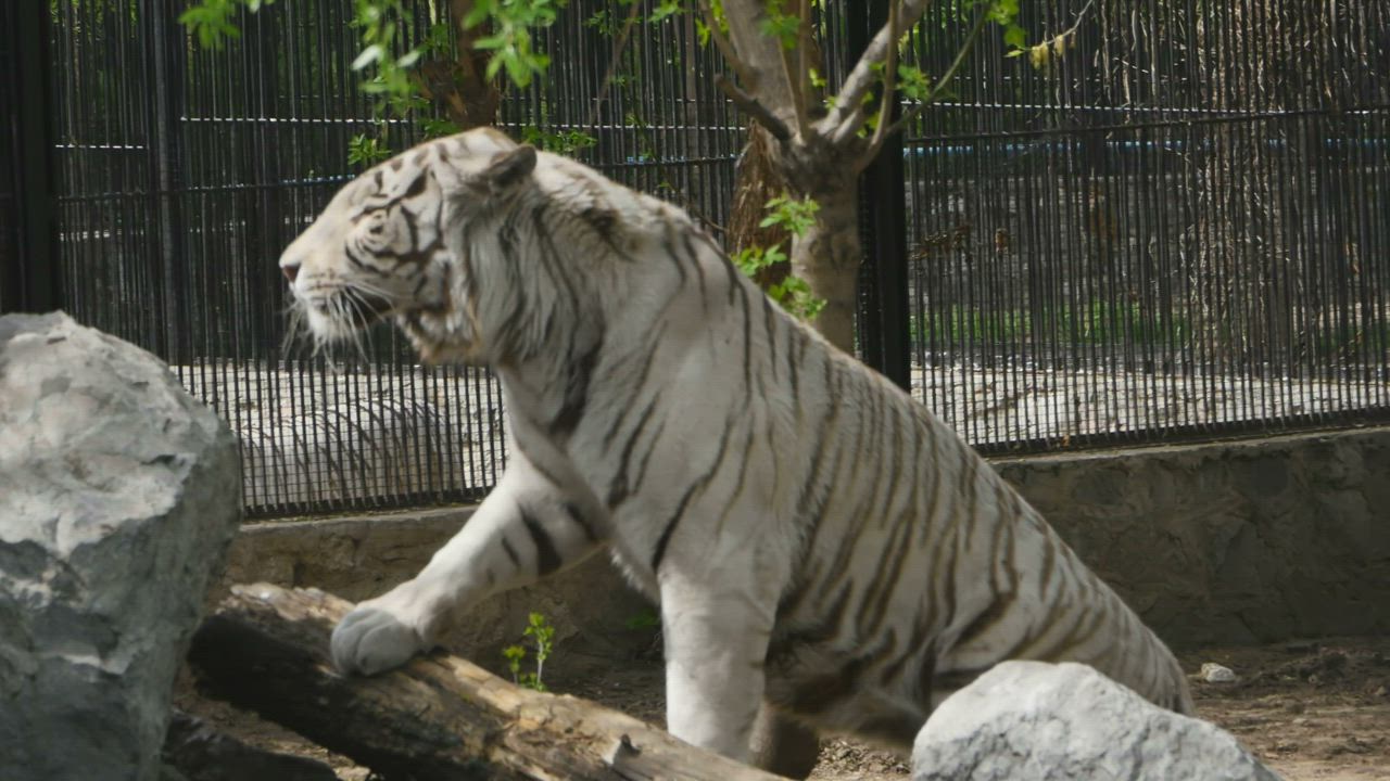 White tiger climbing rocks at the zoo - Free Stock Video