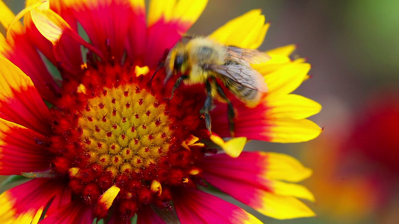 Bee on a red flower - Free Stock Video
