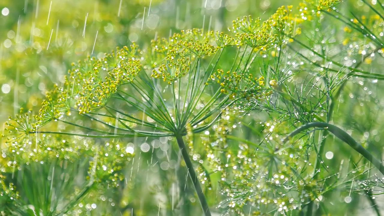 Plants under the rain - Free Stock Video